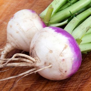 Navet - De Nancy - 2500 graines - Brassica rapa subsp. Rapa – Garden ...