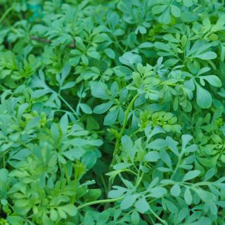 Kerti ruta - 250 magok - Ruta graveolens – Garden Seeds Market ...