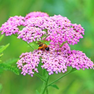 Common yarrow - variety mix - 1860 seeds – Garden Seeds Market | Free ...