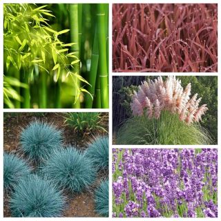 Minimalistični vrt - seme 8 vrst rastlin - - semena – Garden Seeds ...