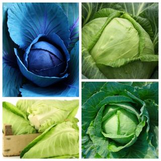 Kopfkohl - Set mit Samen von 4 Frühgemüsesorten - – Garden Seeds Market ...