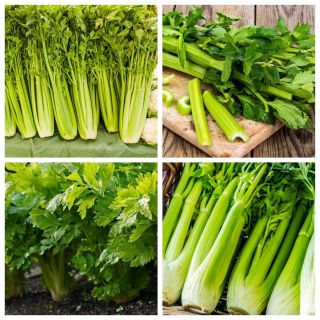 Saderi - set biji benih 4 jenis tumbuhan sayur - – Garden Seeds Market ...