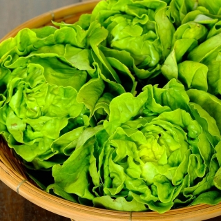 Lechuga Butterhead "Justine" - variedad temprana, fácil de sembrar ...