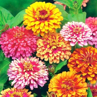 Zinnia Carrousel Mix seeds - Zinnia elegans - 120 seeds – Garden Seeds ...