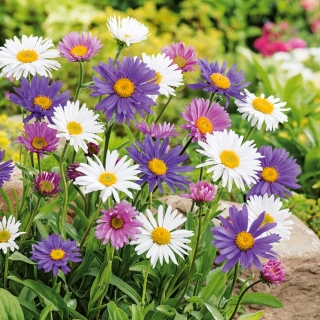 Alpine aster - variety mix - 240 seeds – Garden Seeds Market | Free ...