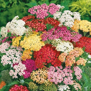 Common yarrow - variety mix - 1860 seeds – Garden Seeds Market | Free ...