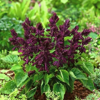 Sauge rouge - Luna - Salvia splendens - graines – Garden Seeds Market ...