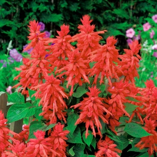 Sauge rouge - Ramona - Salvia splendens - graines – Garden Seeds Market ...