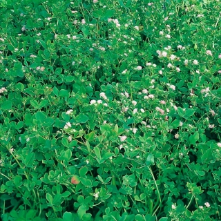 Persischer Klee "Gorby" - 1 kg, Shaftal – Garden Seeds Market ...