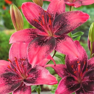Lily Asia - Mata Ungu - – Garden Seeds Market | Bebas biaya kirim