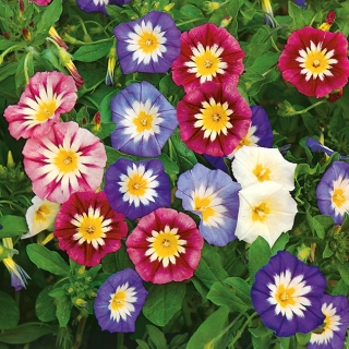 Convolvulus seeds - Convolvulus Tricolor - 200 seeds – Garden Seeds ...
