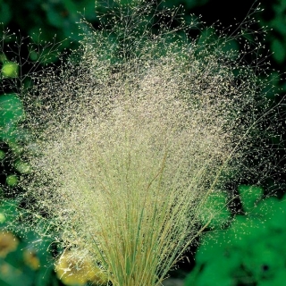 Smilga - 3000 sėklos - Agrostis castellana – Garden Seeds Market ...