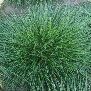 Horstrotschwingel Caldris - 5 kg – Garden Seeds Market | Kostenloser ...