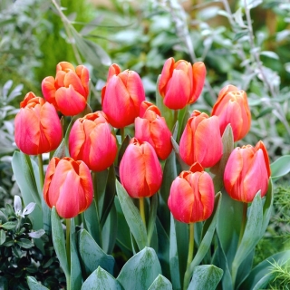 "Jimmy" tulip - 5 bulbs – Garden Seeds Market | Free shipping