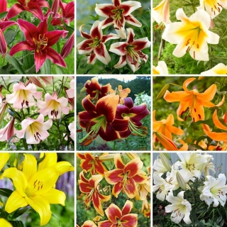 Tree lily - a selection of 9 most popular varieties – Garden Seeds ...