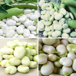 Broad bean - seeds of four varieties – Garden Seeds Market | Free shipping
