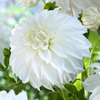 Dália - Lady Liberty – Garden Seeds Market | Frete grátis