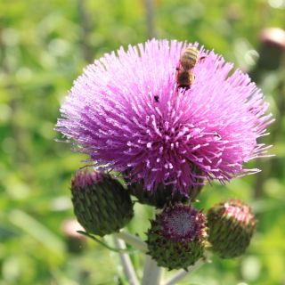 Japanese Thistle mixed seeds - Cirsium japonicum - 45 seeds – Garden ...