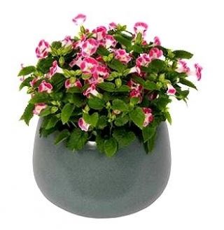 Catalina Pink Torenia, Wishbone Flower seeds - Torenia fournieri ...