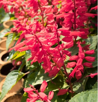 Sauge rouge - Markiza - Salvia splendens - graines – Garden Seeds ...