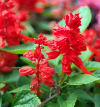 Sauge rouge - Ramona - Salvia splendens - graines – Garden Seeds Market ...