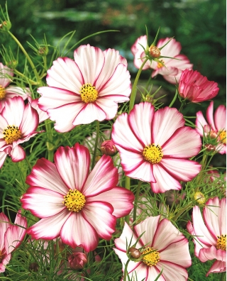 Krásenka zpeřená 'Sensation Picotee' - vysoká odrůda - semena (Cosmos ...