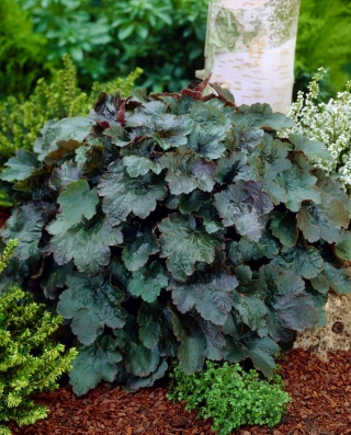 Heuchera - Rachel - Large Pack! - 10 pcs – Garden Seeds Market | Free ...