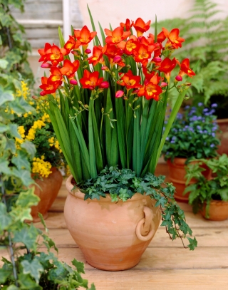 Frezie roșie cu o singură floare - pachet XL! - 500 buc. – Garden Seeds ...