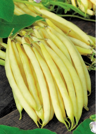 Pole yellow French bean "Monte Gusto" – Garden Seeds Market | Free shipping