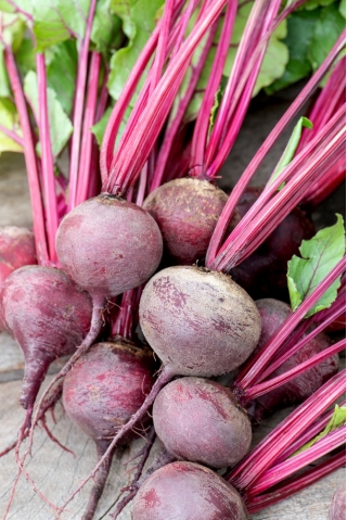 Monty F1 red beetroot - round, dark red roots, for demanding growers ...