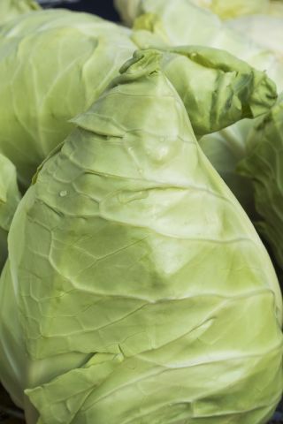 White head cabbage "Filderkraut" - conical – Garden Seeds Market | Free ...