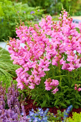 Grand Muflier - Atos - rose - Antirrhinum majus nanum - graines ...