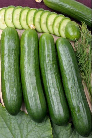 Paprastasis agurkas - Olympus - 175 sėklos - Cucumis sativus – Garden ...