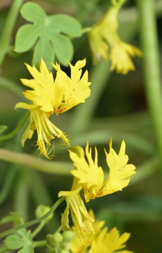 Enredadera canaria, flor de canario, parra canaria, capuchina de ...