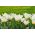 Tulipa Concerto - Tulip Concerto - 5 bulbs – Garden Seeds Market | Free ...