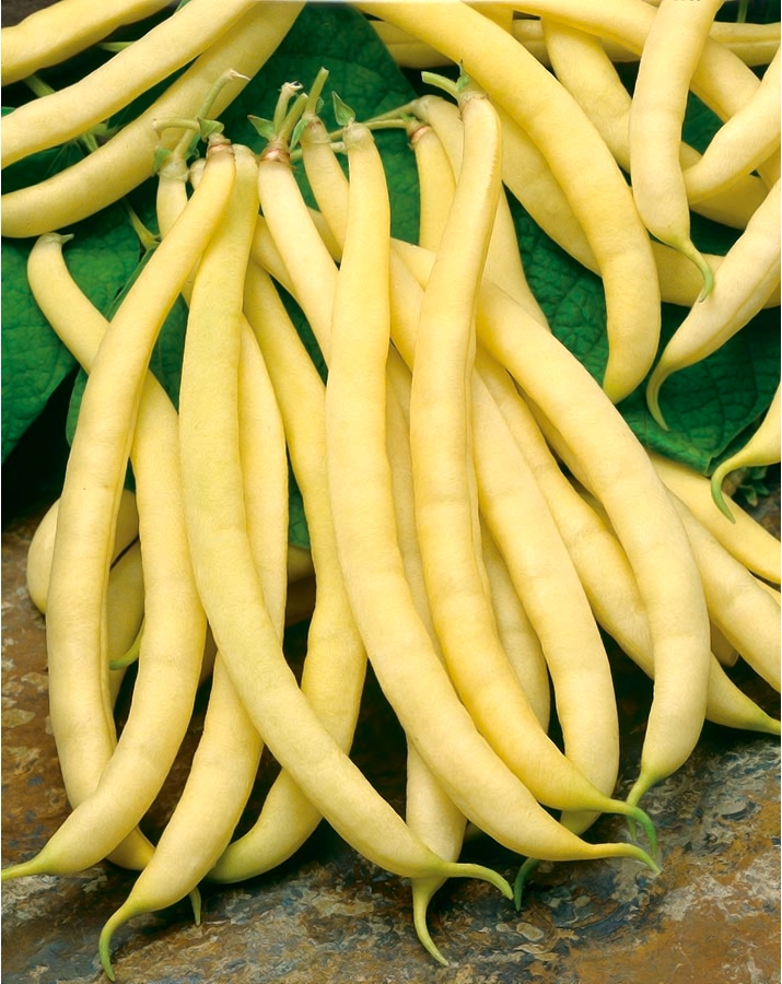 Yellow French bean "Polka - COATED SEEDS – Garden Seeds Market | Free ...