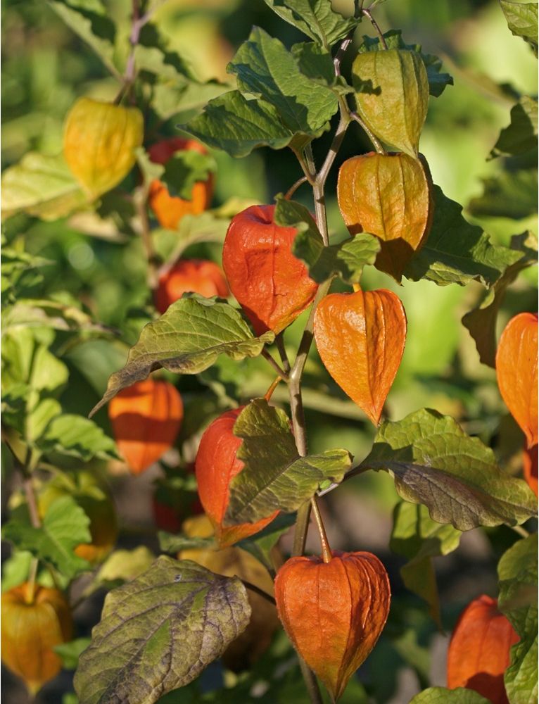 Winter Cherry, Bladder Cherry seeds - Physalis alkekengi – Garden Seeds ...