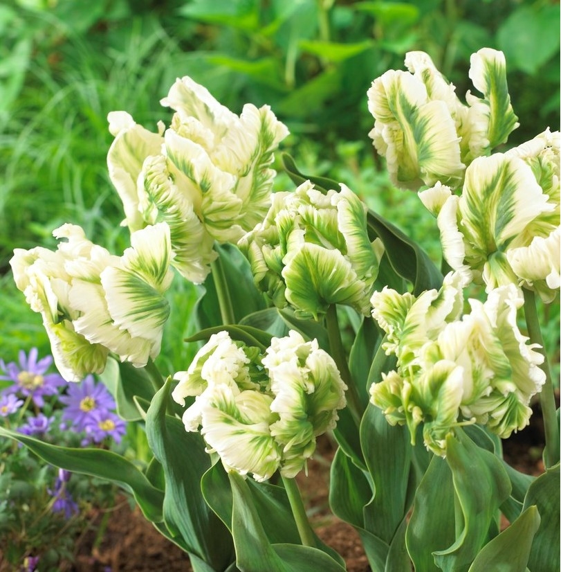 Tulipa Super Parrot - Tulip Super Parrot - 5 bulbs – Garden Seeds Market | Free shipping