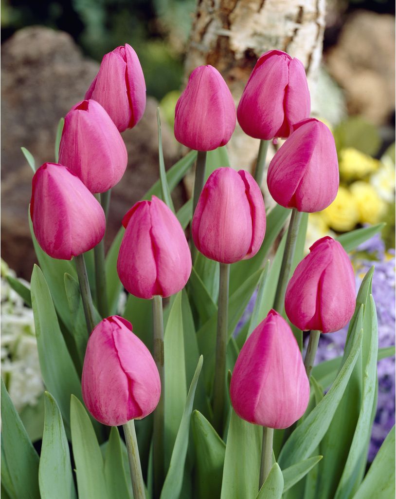 Tulipa Don Quichotte - Tulip Don Quichotte - 5 bulbs – Garden Seeds Market | Free shipping