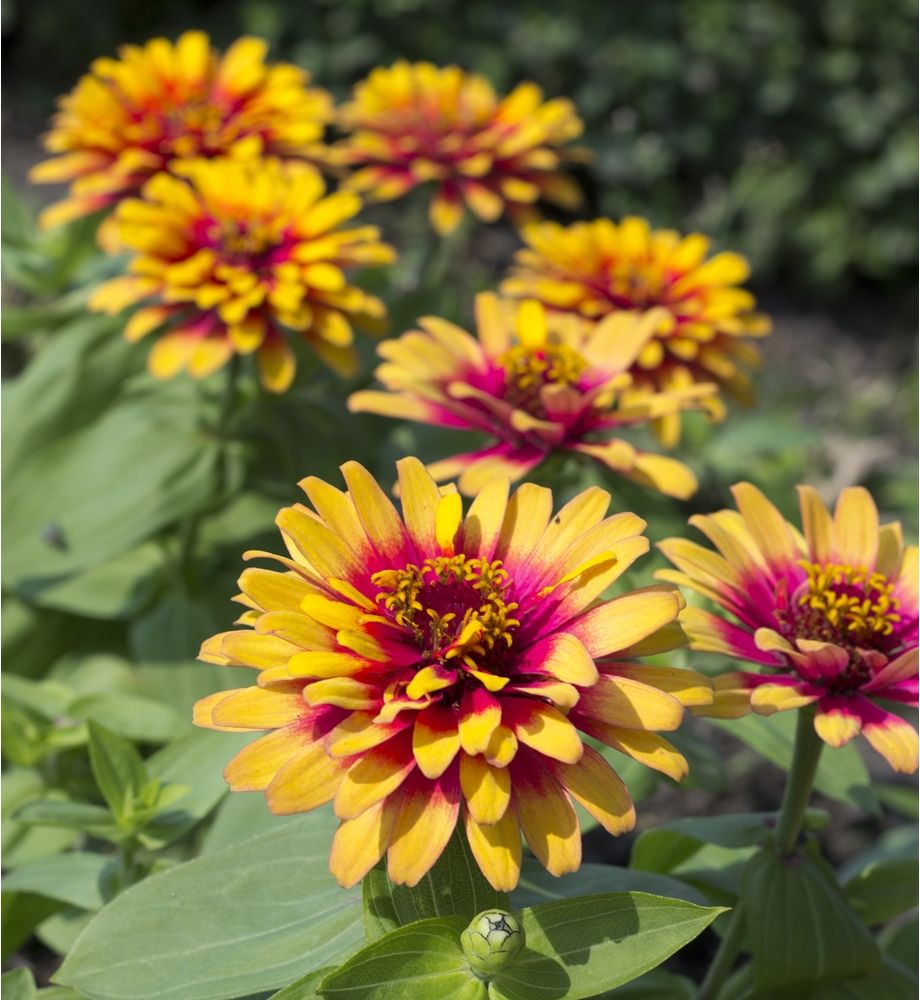 Zinnia Carrousel Mix seeds - Zinnia elegans - 120 seeds – Garden Seeds ...