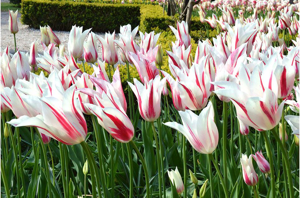 Tulipa Marilyn - Tulip Marilyn - 5 bulbs – Garden Seeds Market | Free ...