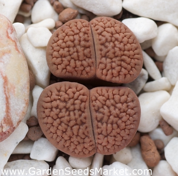 Living Stones, Pebble Plant seeds - Lithops sp. - 20 seeds – Garden ...