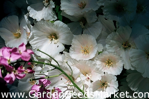 White Godetia seeds – Godetia grandiflora - 1500 seeds – Garden Seeds ...