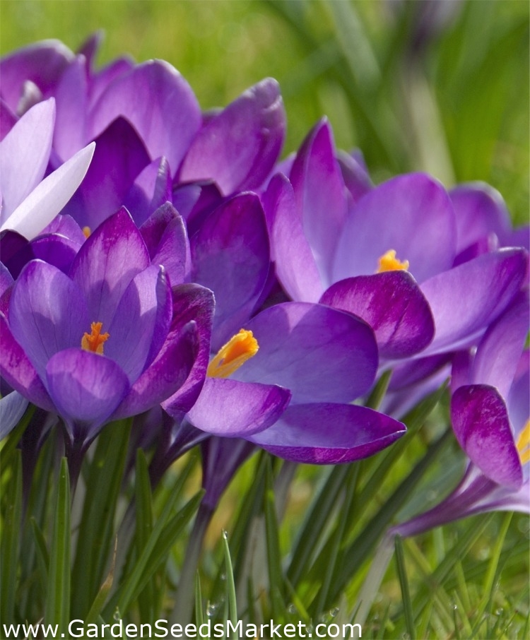 Krokusslekta Ruby Giant - pakke med 10 stk - Crocus tommasinianus Ruby Giant – Garden Seeds ...