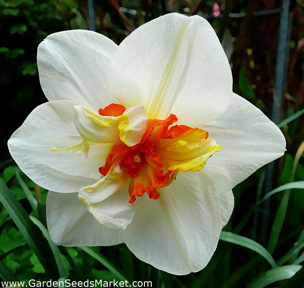 Narcissus Flower Drift - Daffodil Flower Drift - 5 bulbs – Garden Seeds ...