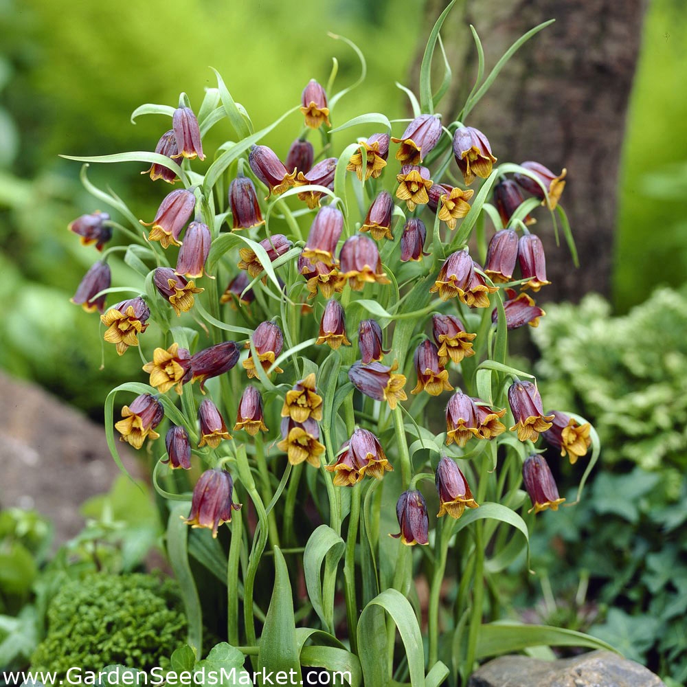 Fritillaria uva vulpis - Fox's grape fritillary uva vulpis - 5 bulbs ...