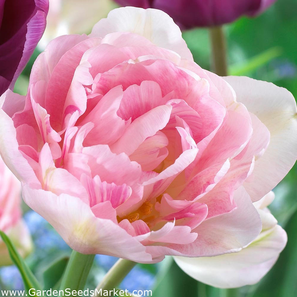 Tulipa Angelique - Tulipán Angelique - 5 květinové cibule – Garden ...