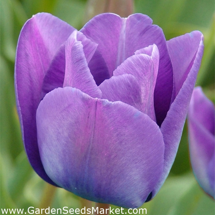 Tulipa Blue Aimable - Tulip Blue قابل اجرا - 5 لامپ – Garden Seeds ...
