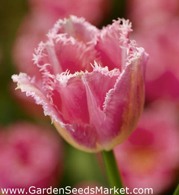 Tulipan Fancy Frills - pakke med 5 stk - Tulipa Fancy Frills – Garden ...