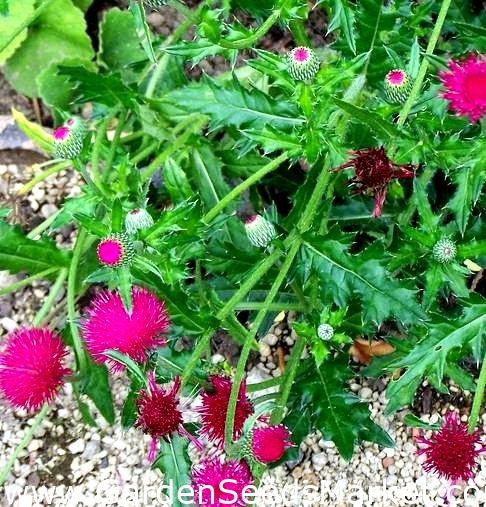 Japanese Thistle mixed seeds - Cirsium japonicum - 45 seeds – Garden ...
